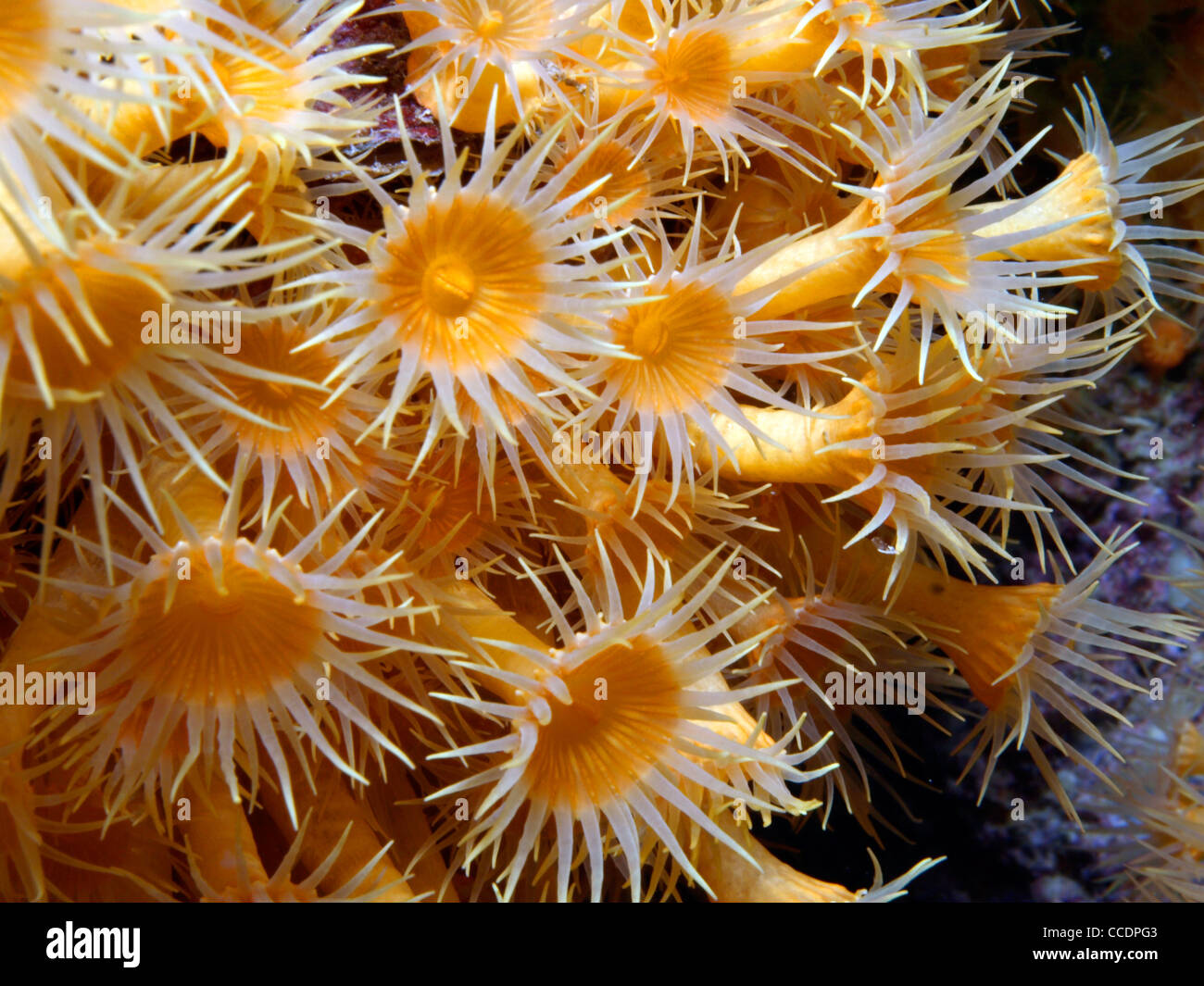 Encrusting fauna hi-res stock photography and images - Alamy