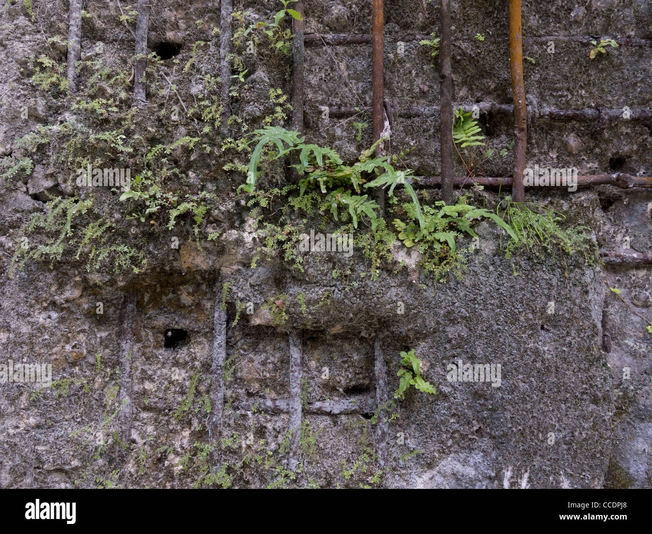 Peleliu world war ii hi-res stock photography and images - Alamy