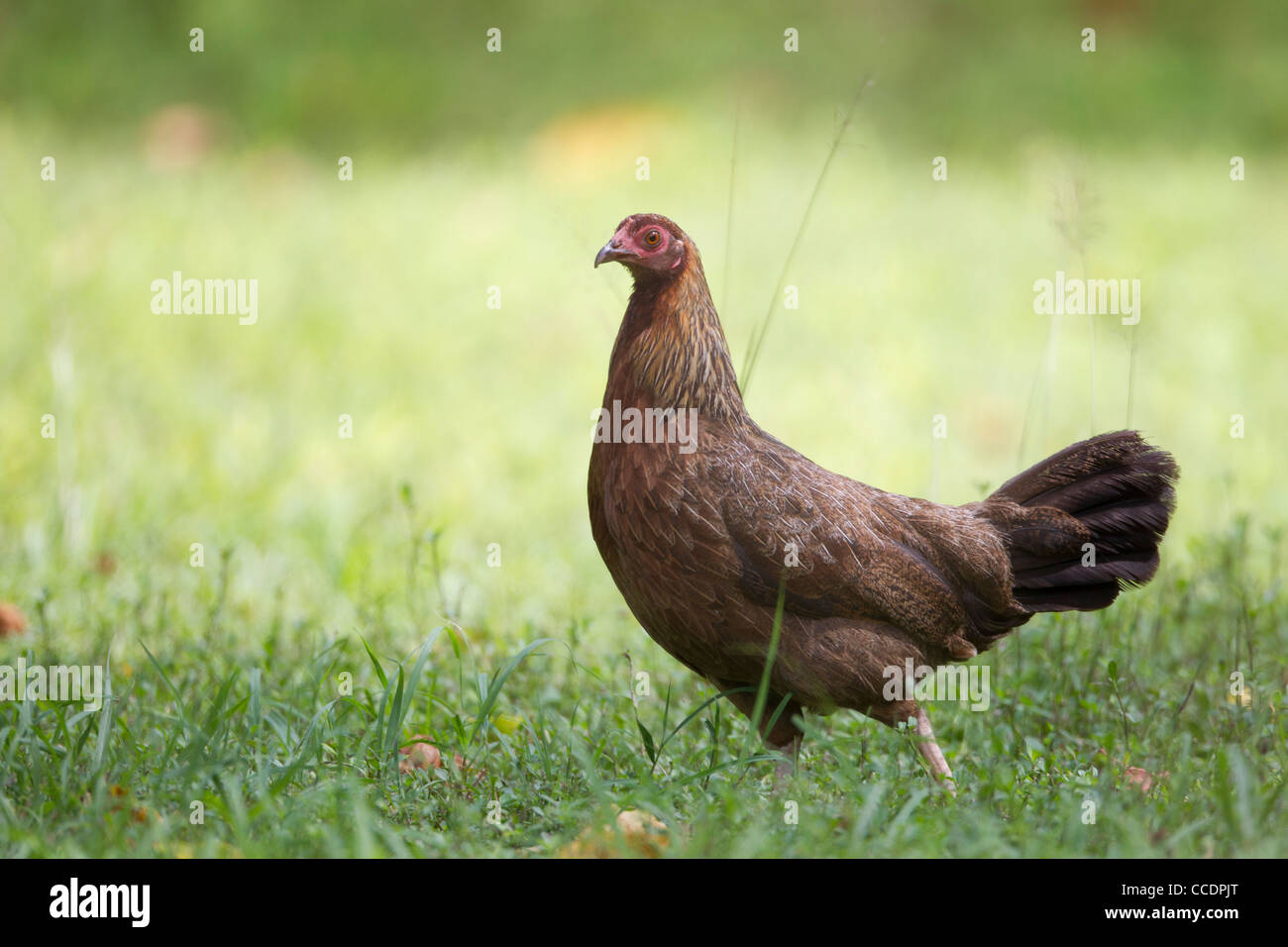 Red Junglefowl (Gallus gallus), female foraging for food on the island ...