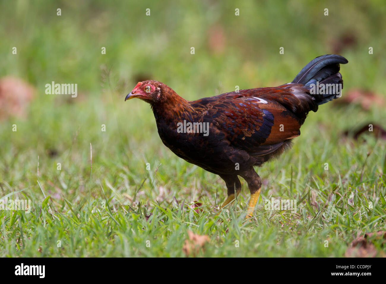 Red Junglefowl (Gallus gallus), immature male foraging for food on the ...