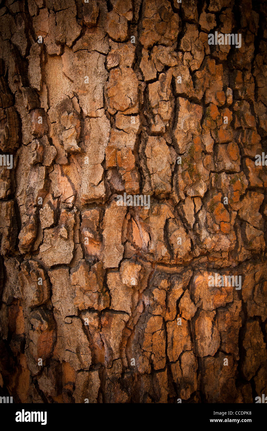 Red pine bark pattern hi-res stock photography and images - Alamy