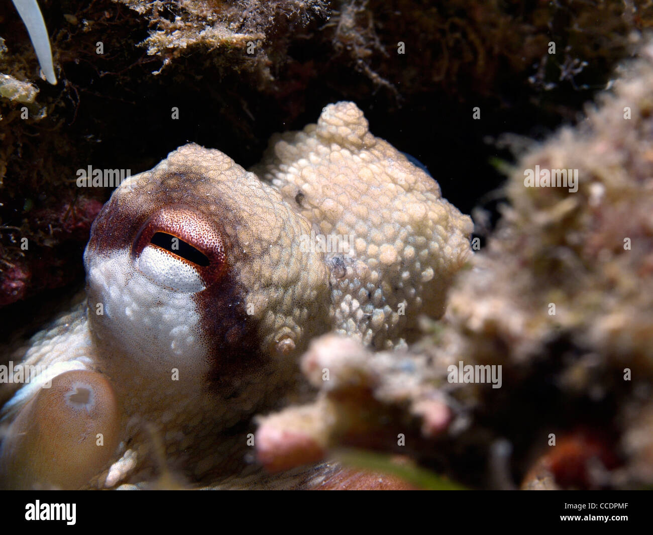 Octopus sea underwater hi-res stock photography and images - Alamy