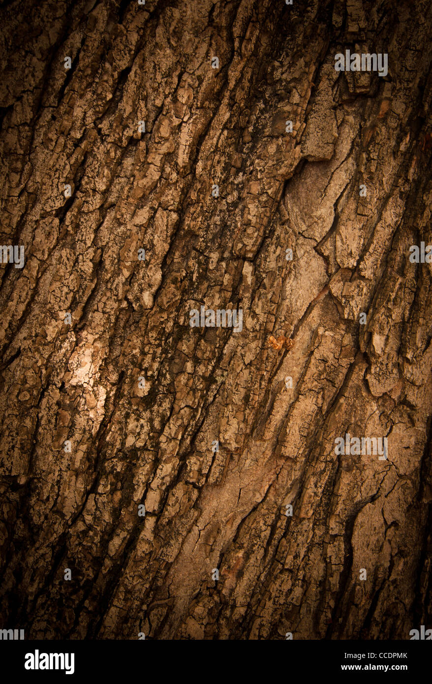 Oak tree skin hi-res stock photography and images - Alamy