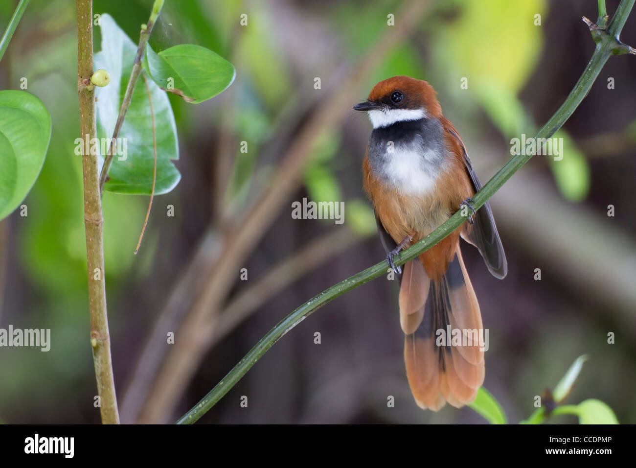 Palau Fantail (Rhipidura lepida) an endemic species foraging for food ...