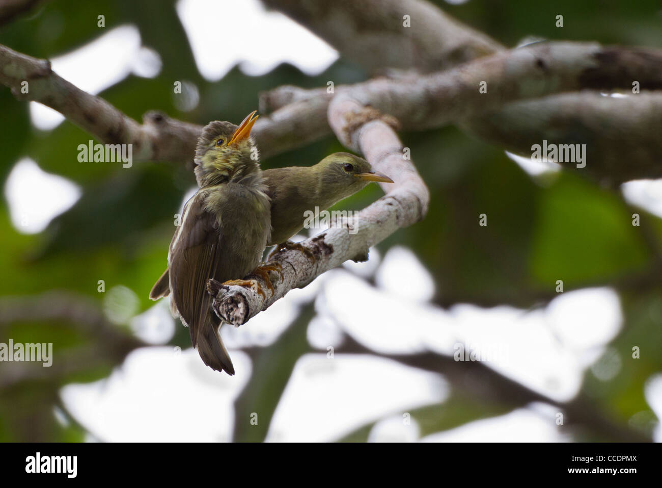 Giant White-eye (Megazosterops palauensis), an endangered endemic to Palau Stock Photo - Alamy