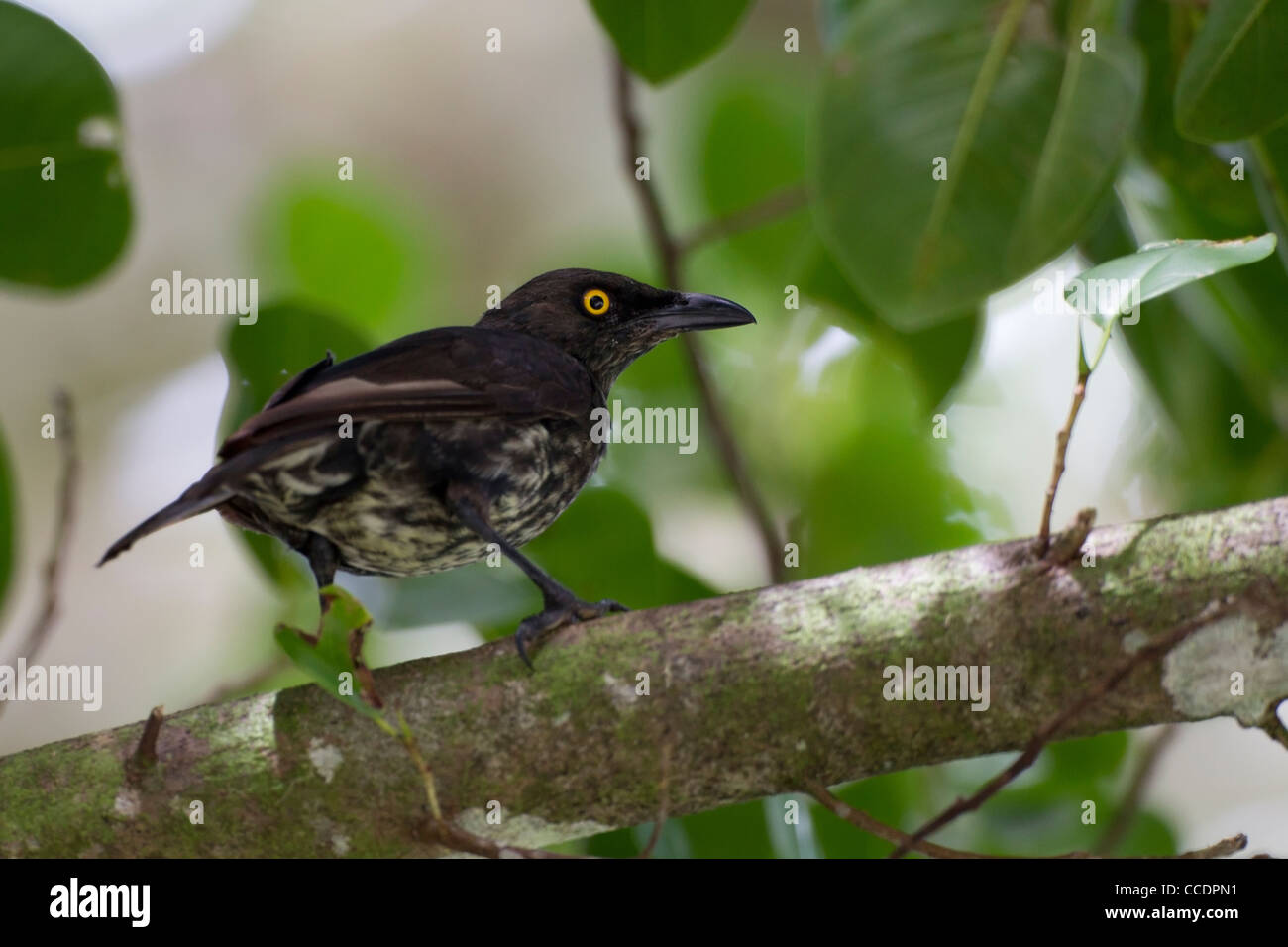 Micronesian starling hi-res stock photography and images - Alamy