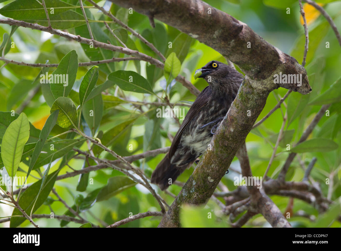Micronesian Starling (Aplonis opaca orii), an endemic species to ...