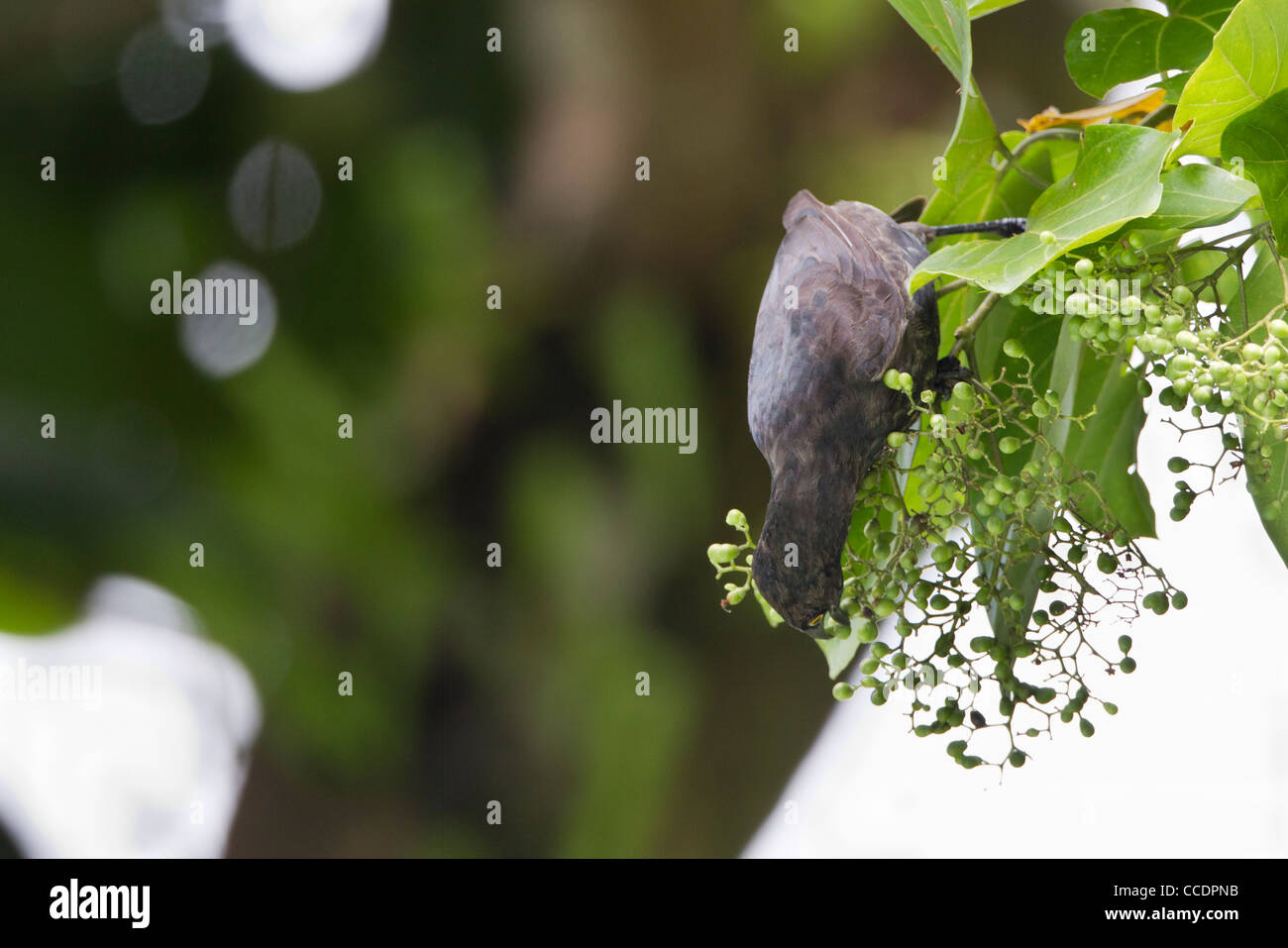 Micronesian Starling (Aplonis opaca orii), an endemic species to ...