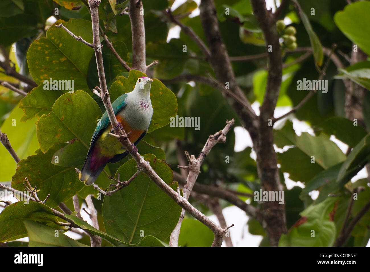 Fruit dove hi-res stock photography and images - Alamy
