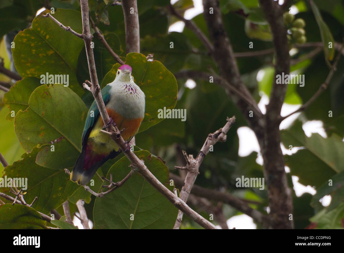 Ptilinopus fruit dove hi-res stock photography and images - Alamy