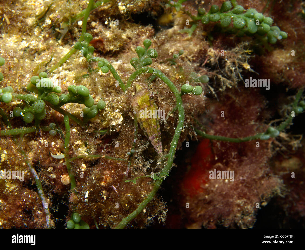 Mediterranean snail hi-res stock photography and images - Alamy
