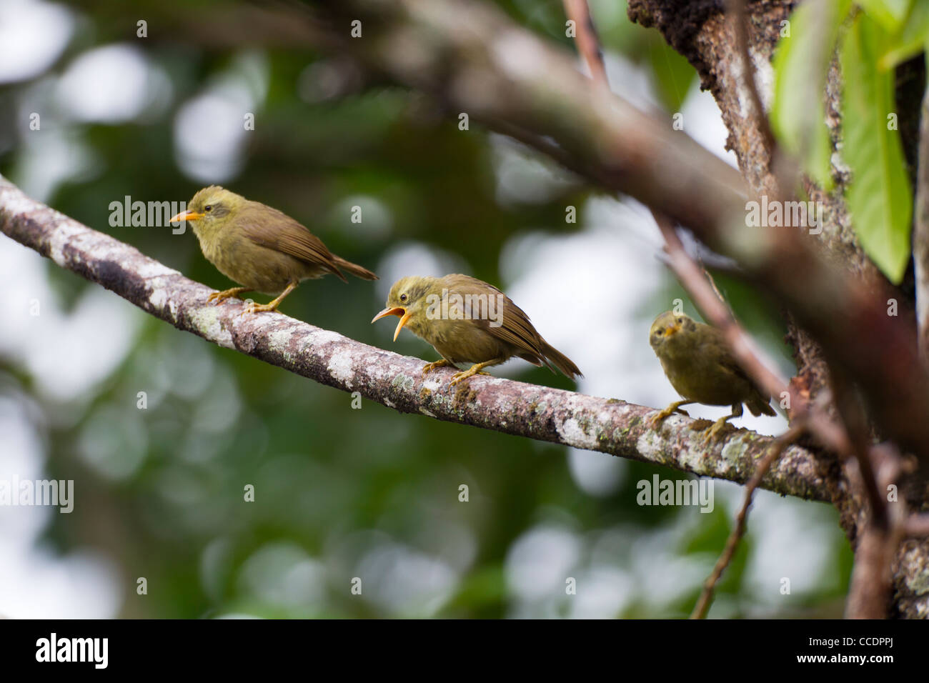 Giant White-eye (Megazosterops palauensis), an endangered endemic to Palau Stock Photo - Alamy
