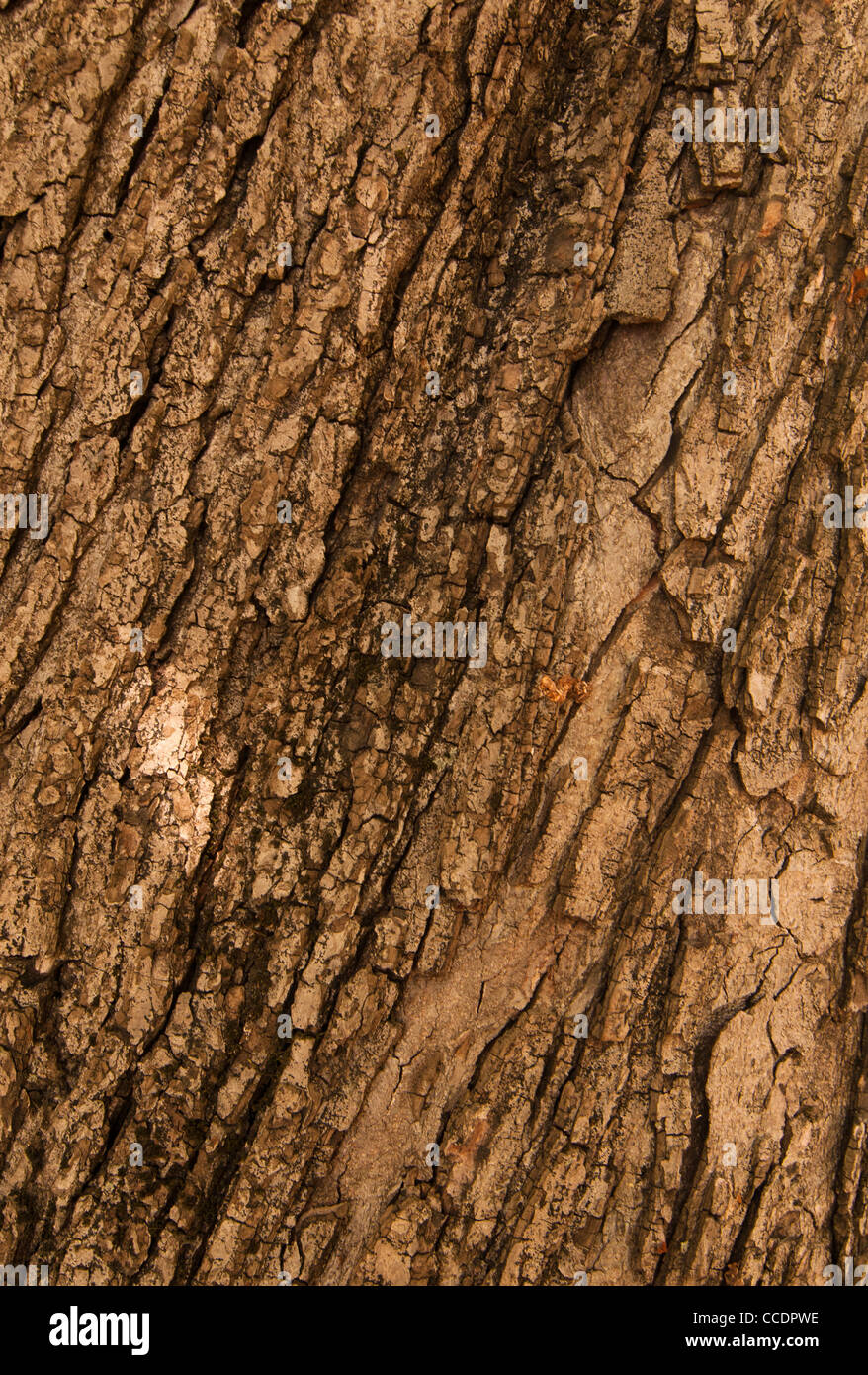 Bark Of Oak Tree Stock Photo - Alamy