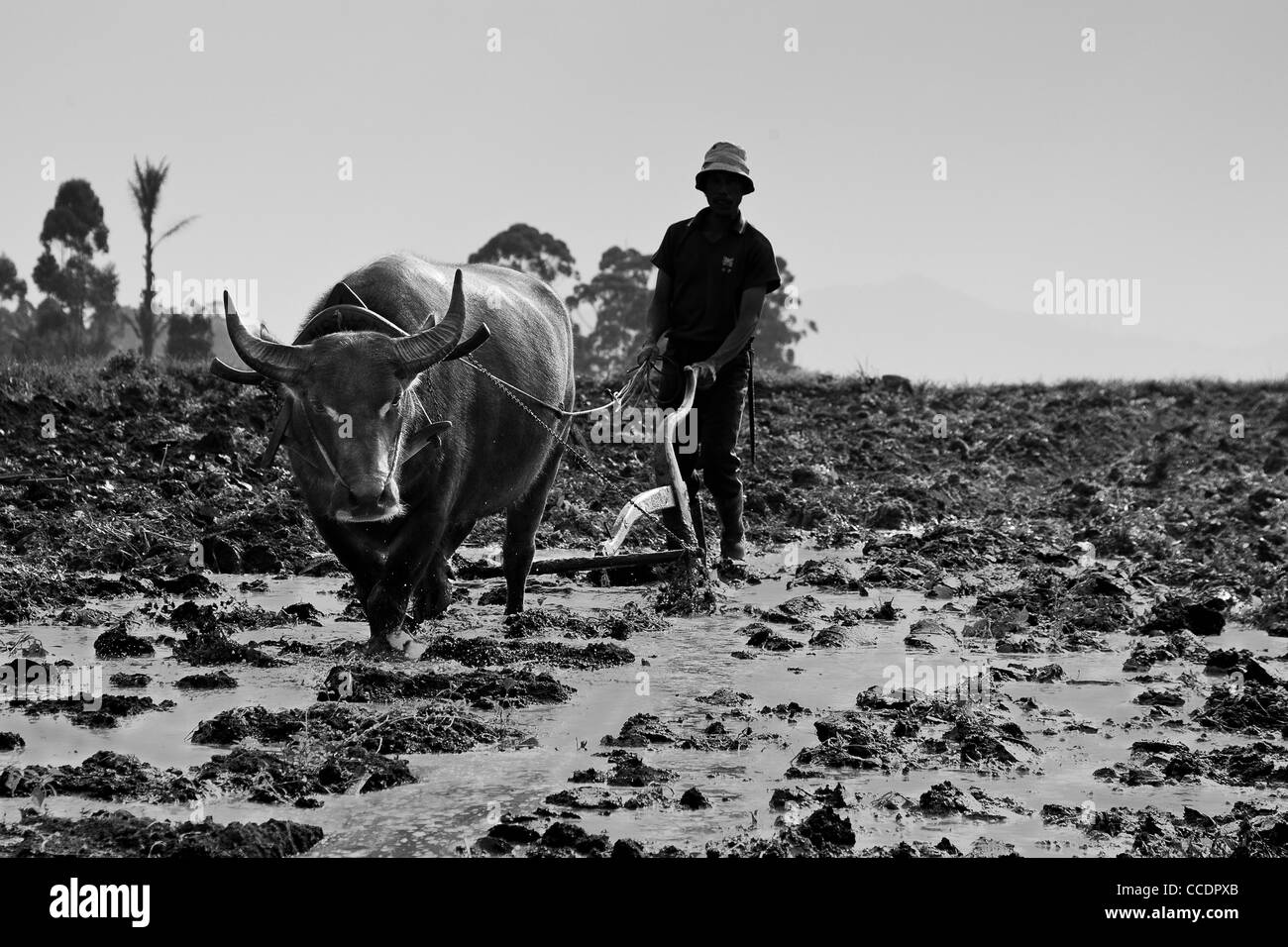 Water buffalo in rice paddy Black and White Stock Photos & Images - Alamy