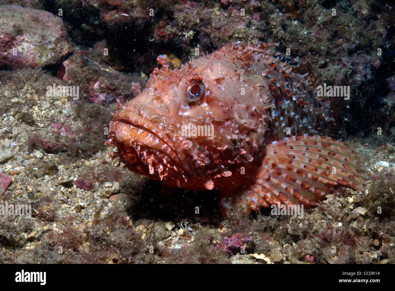 Devil Fish In France