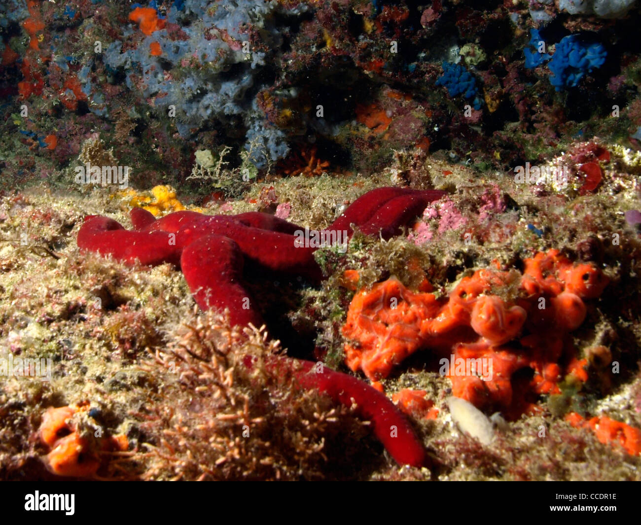 Starfish predator hi-res stock photography and images - Alamy