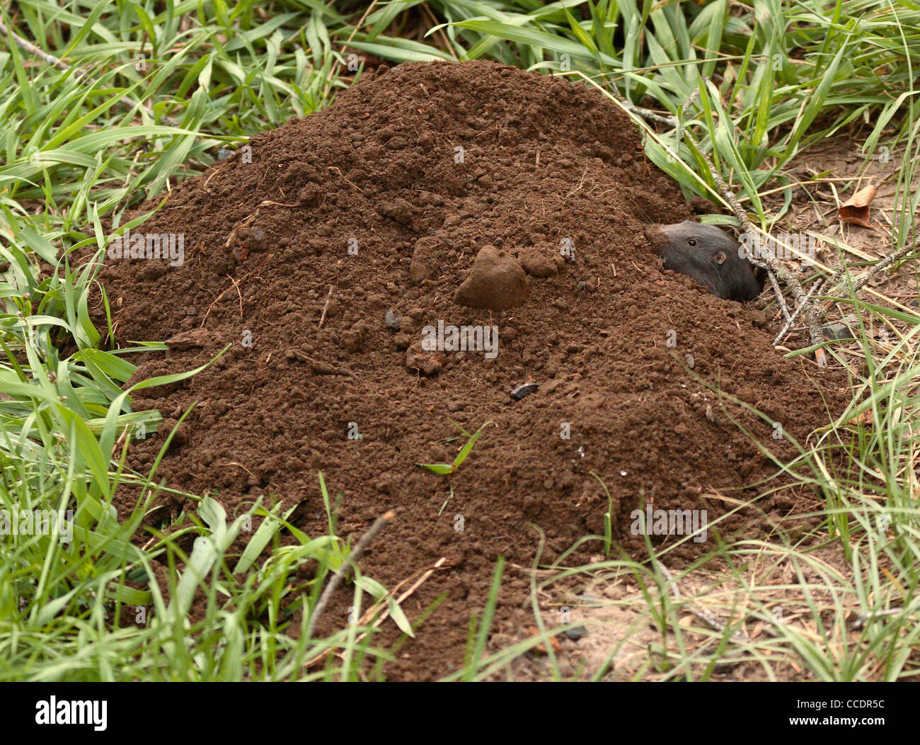 Pocket gopher hi-res stock photography and images - Alamy
