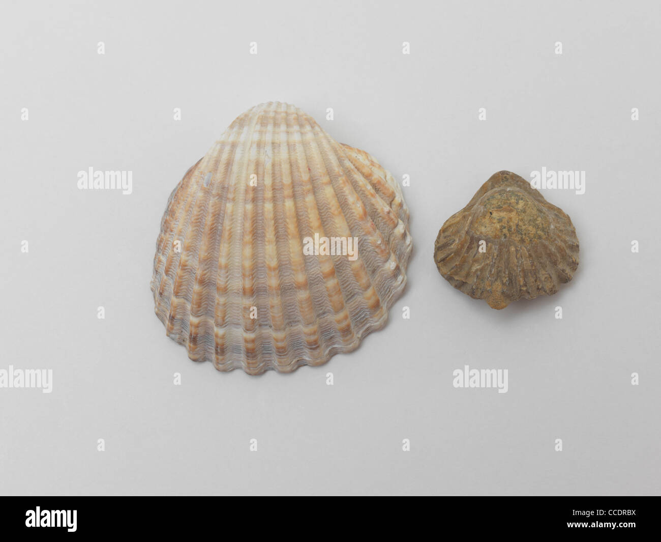 Medieval Cockle Shells