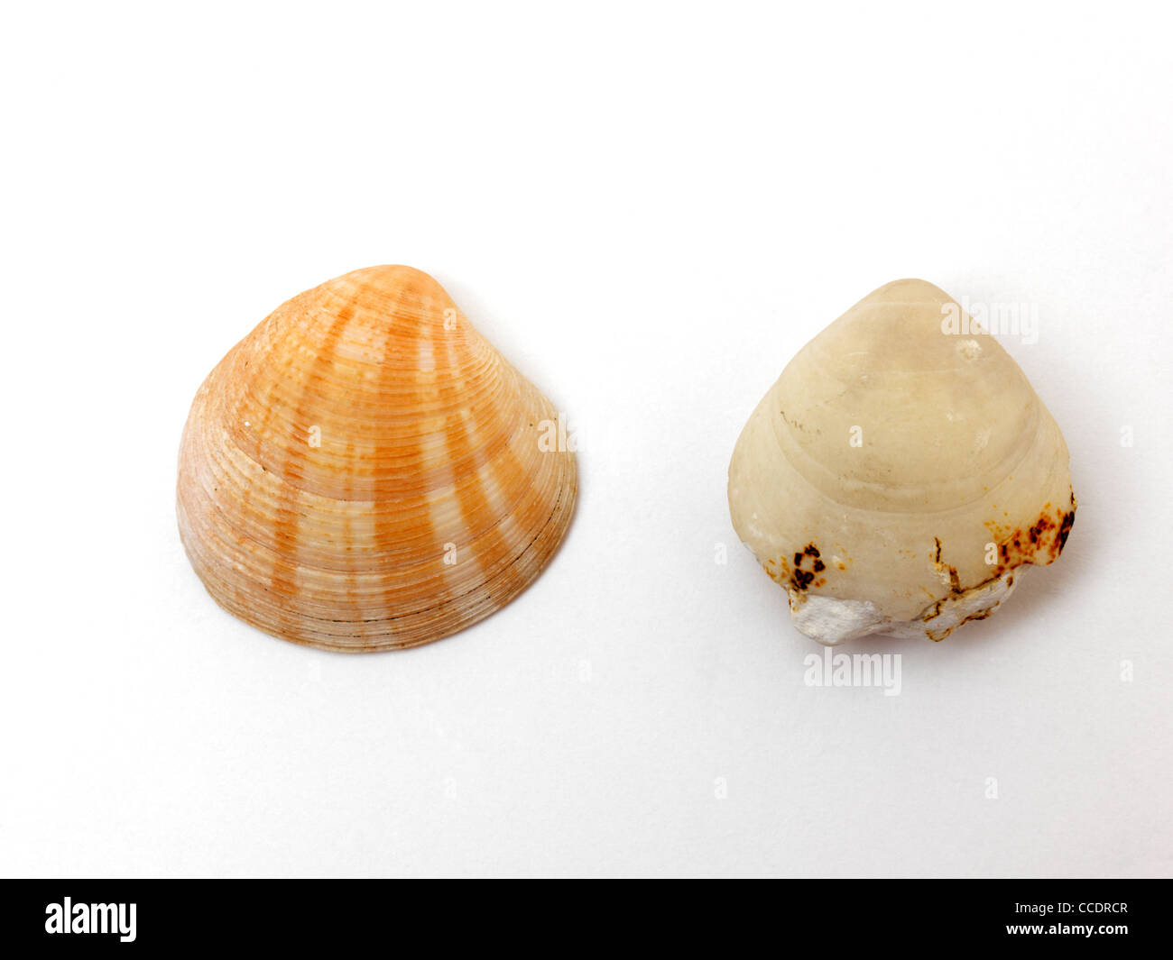 Bivalve hi-res stock photography and images - Alamy