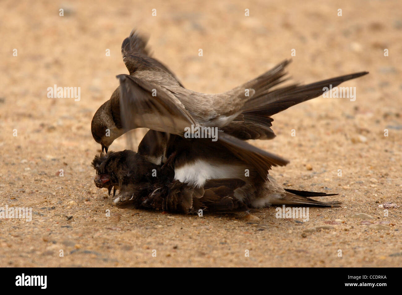A flying fight between rival male bank swallows, fighting over a dead ...