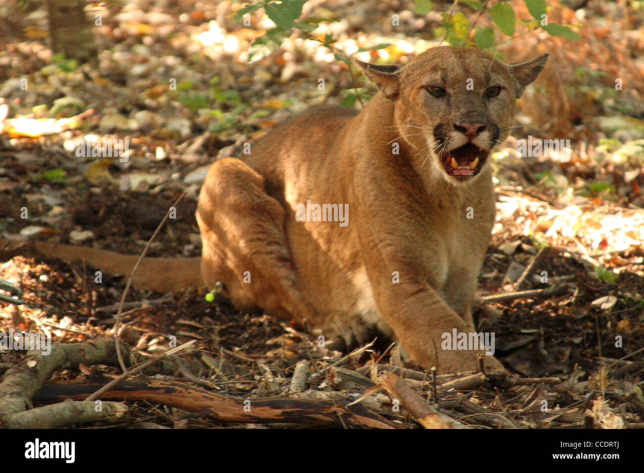 A Puma giving a low growl in a California forest Stock Photo - Alamy
