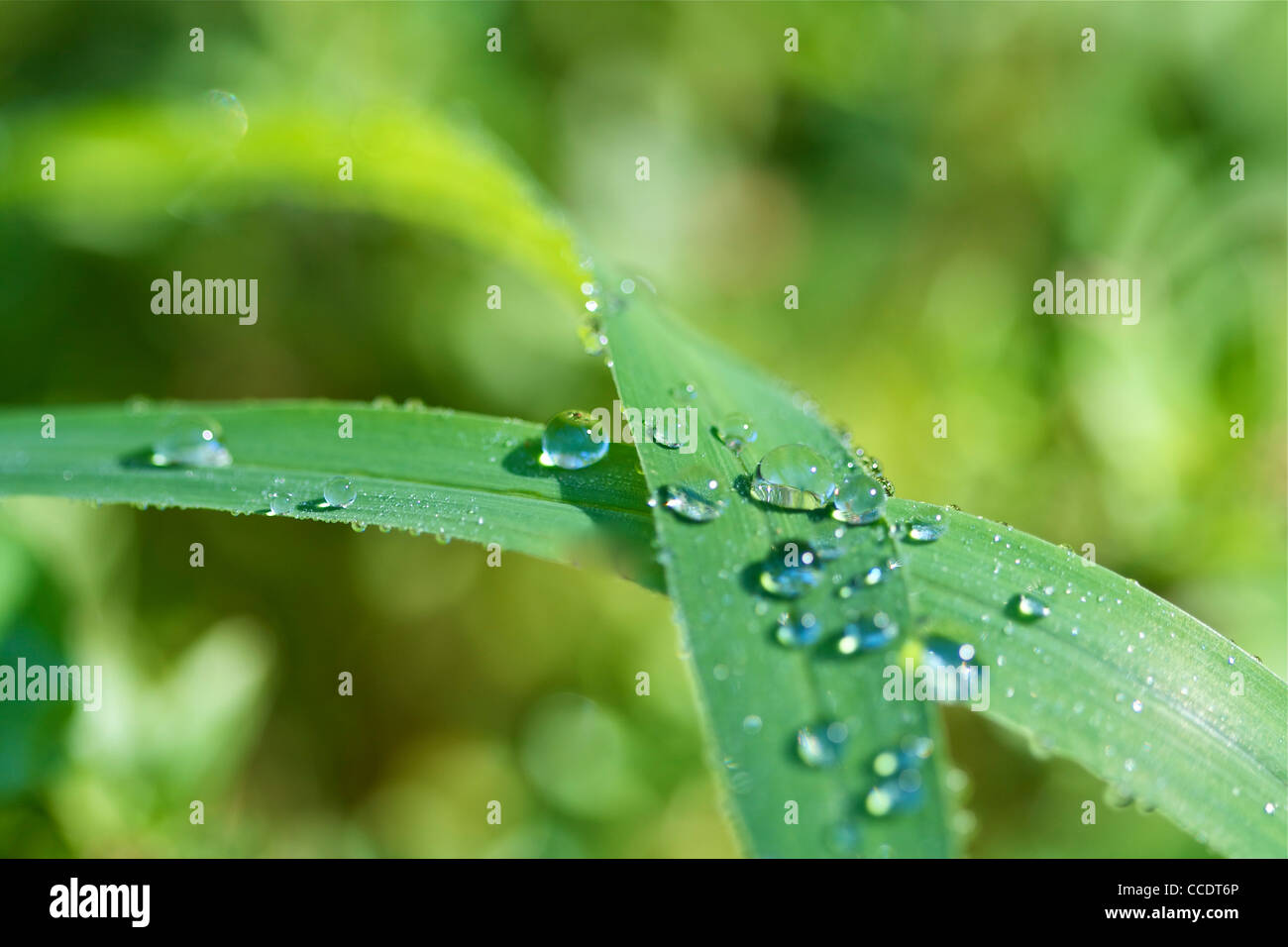 Real dew drops Stock Photo - Alamy