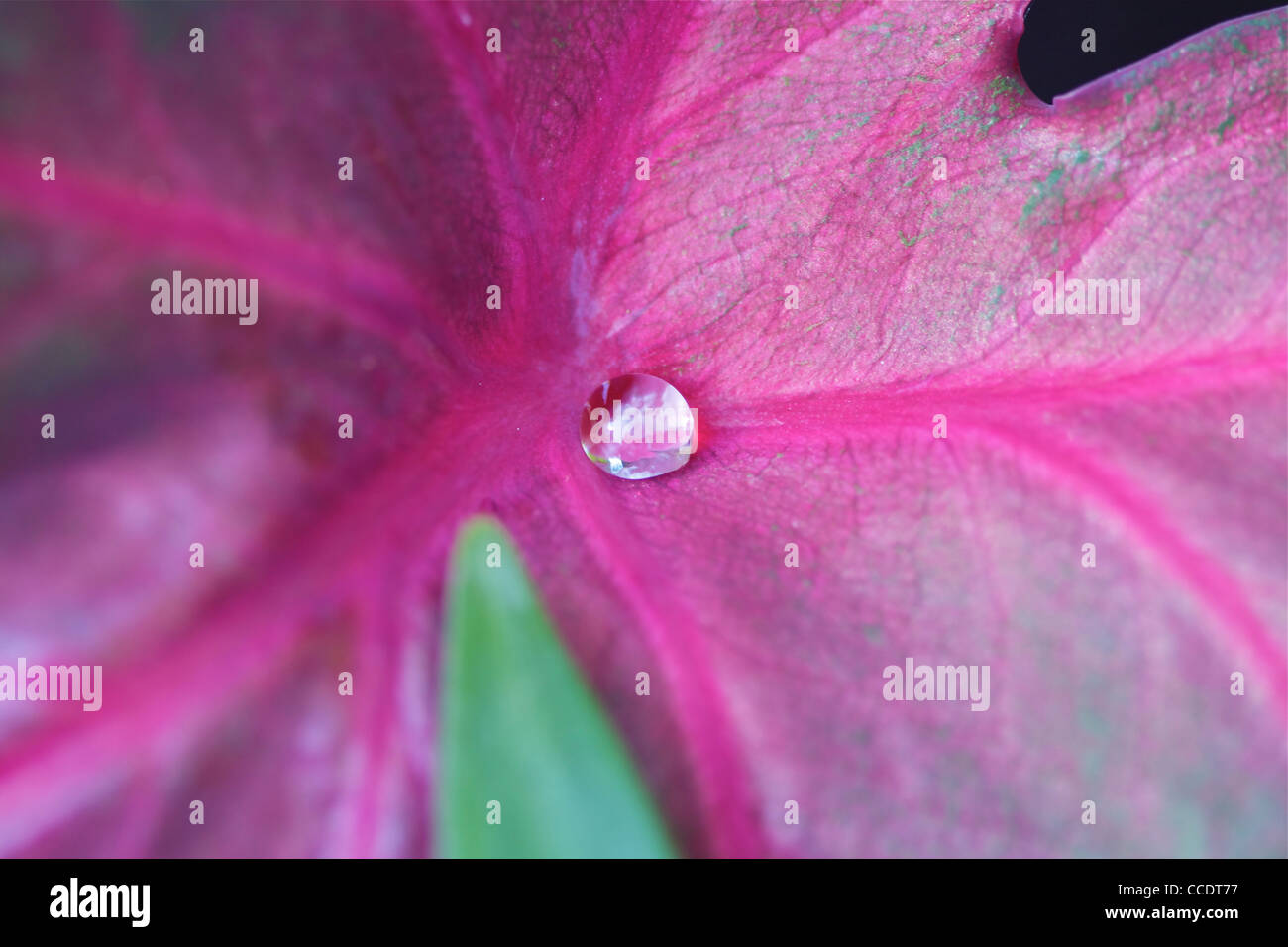 A big real dew drop on a leaf Stock Photo - Alamy