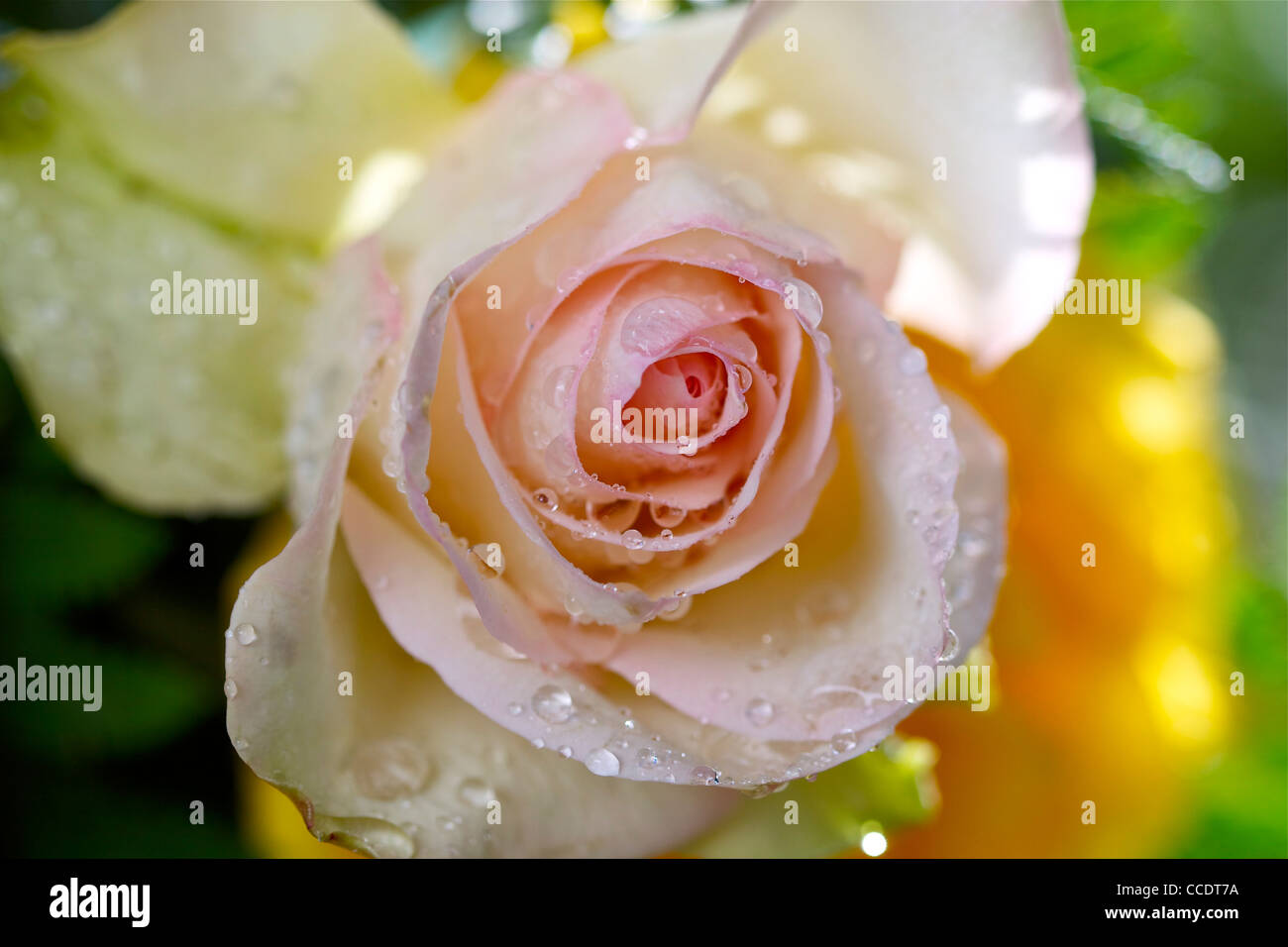A pink rose with real dew drops Stock Photo - Alamy