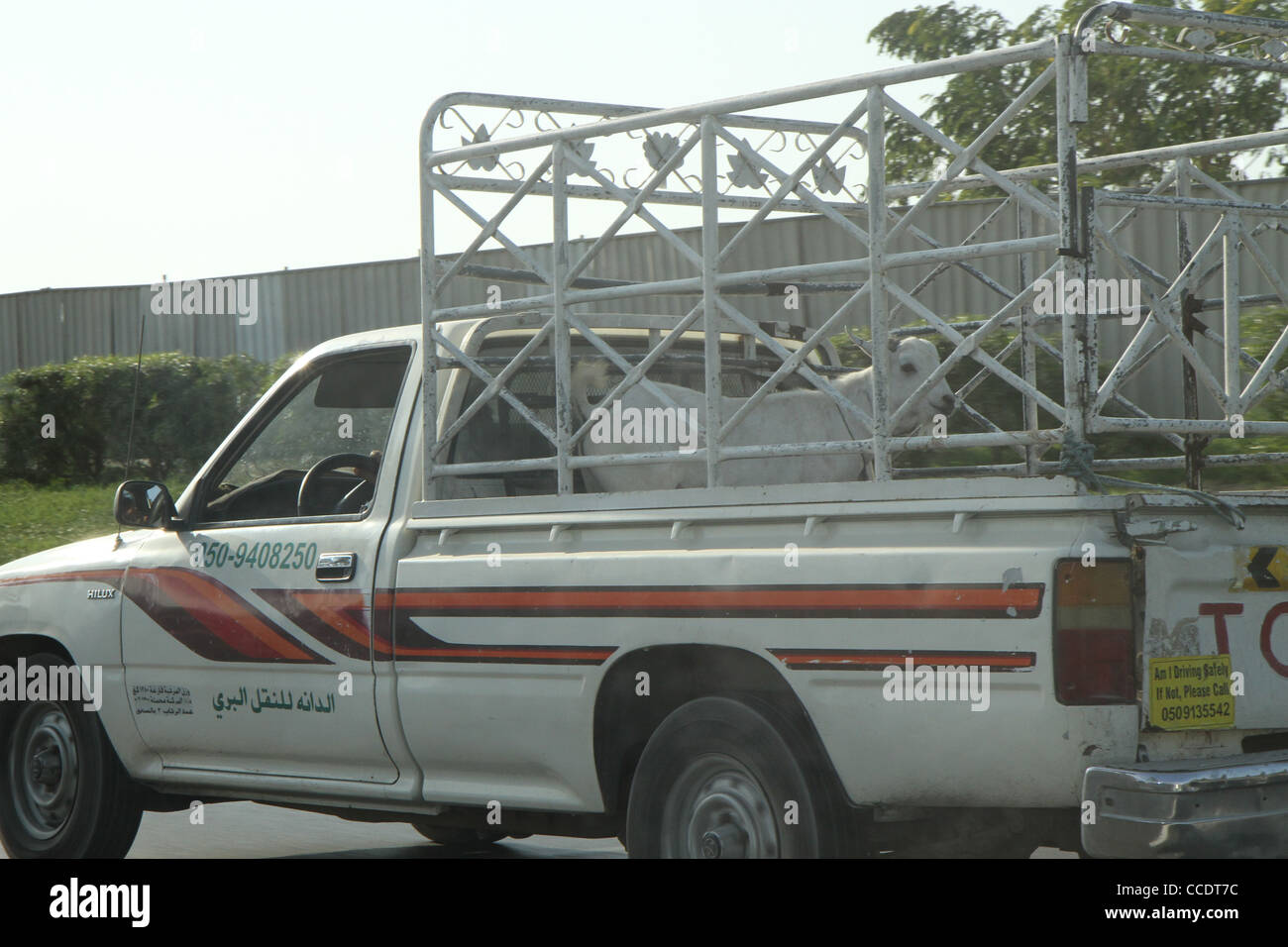 A goat being transported in the back of a truck in Dubai Stock Photo ...