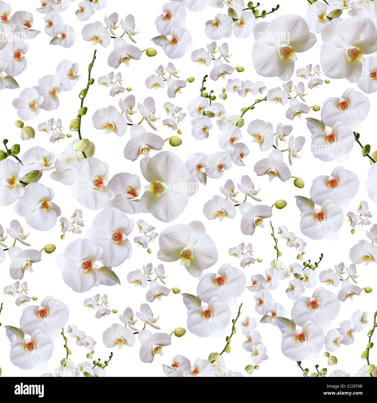 Seamless orchid hi-res stock photography and images - Alamy