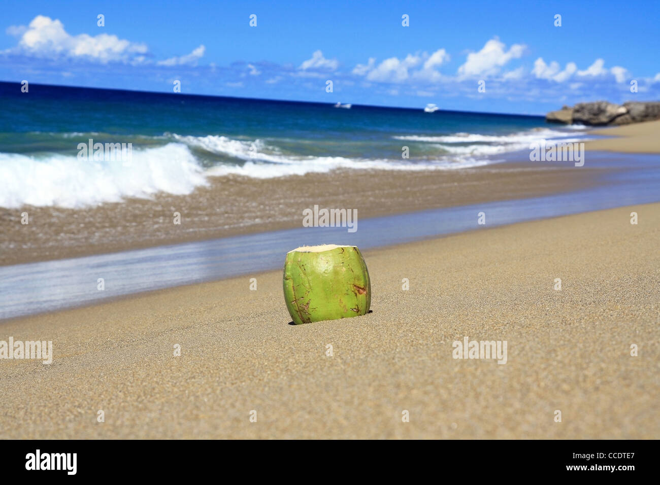 Coconut on beach of ocean Stock Photo - Alamy