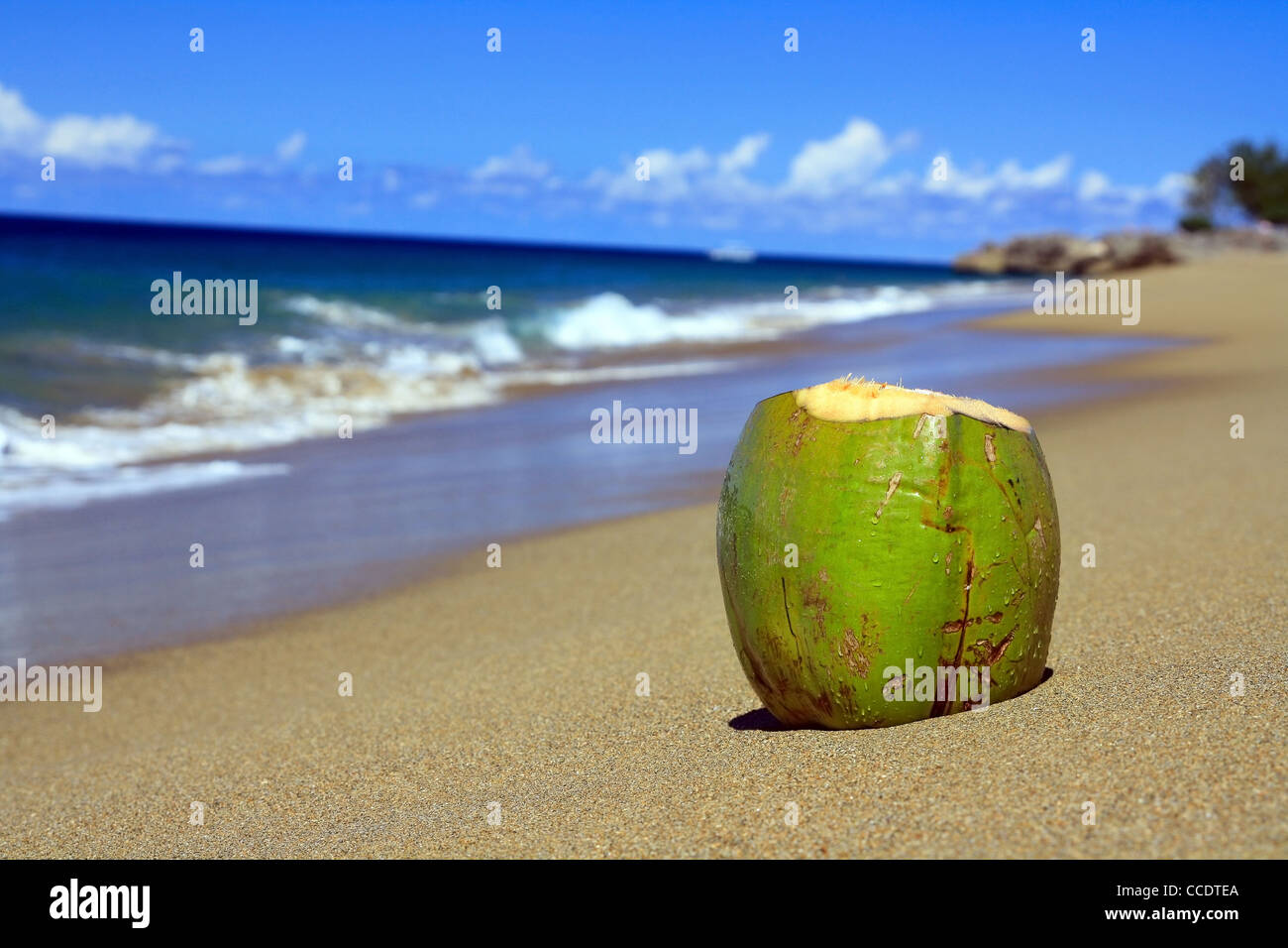 Coconut on beach of ocean Stock Photo - Alamy