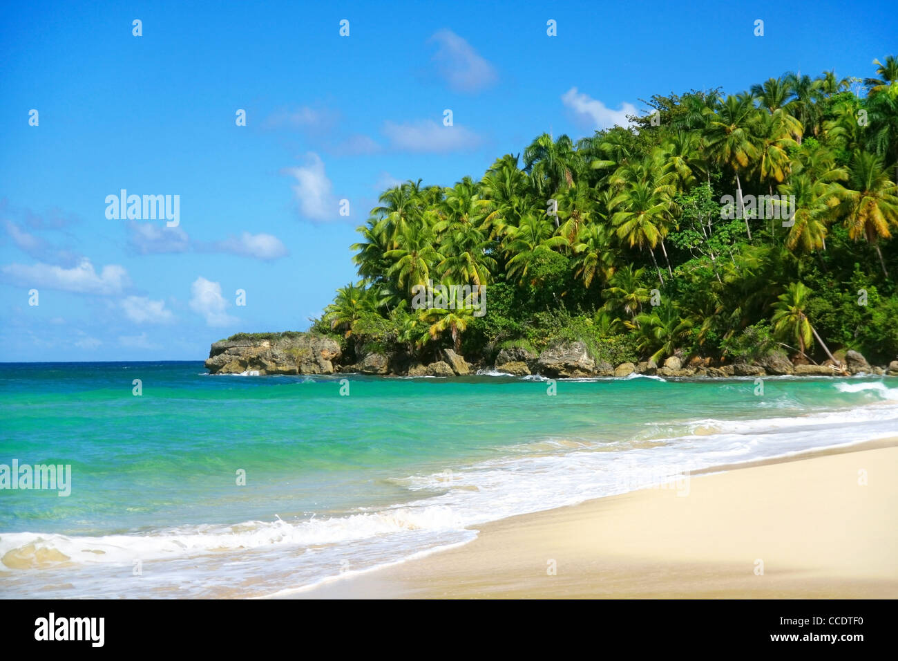 Palms on coastline with blue sky and clouds, Dominican Republic, Playa ...
