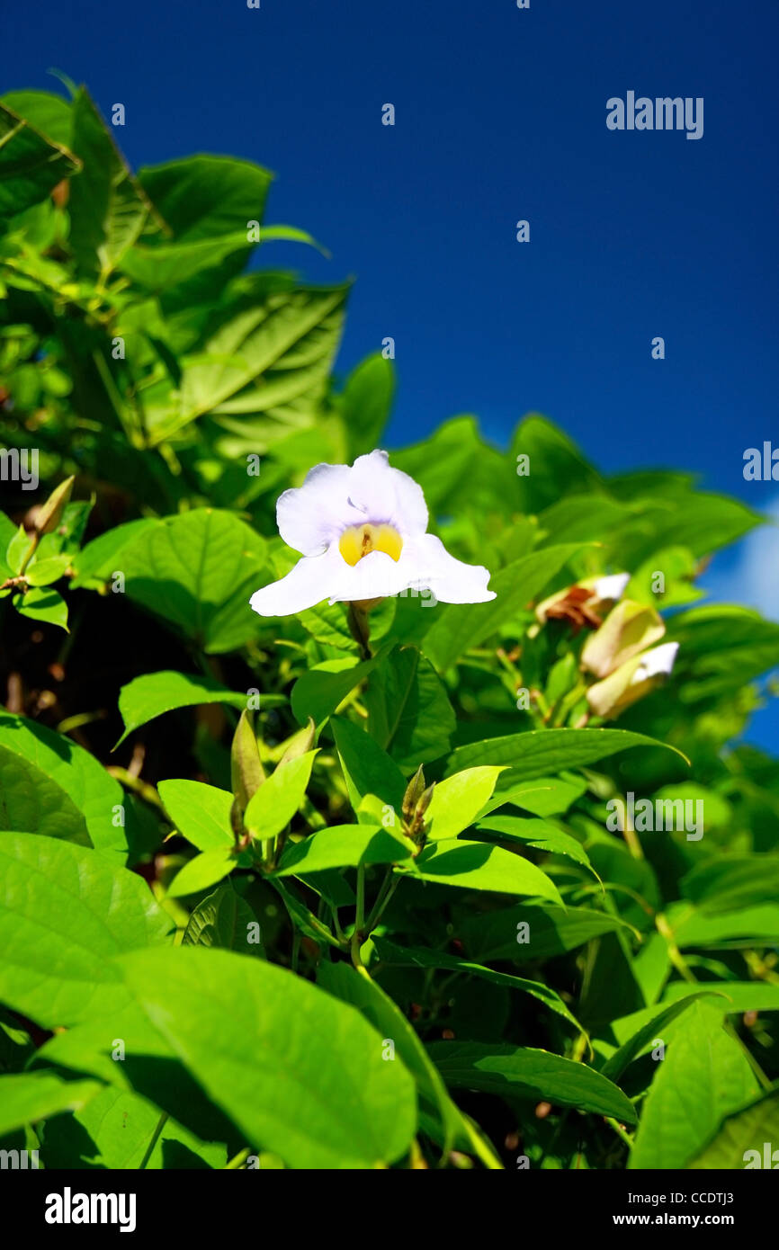 Caribbean flora hi-res stock photography and images - Alamy
