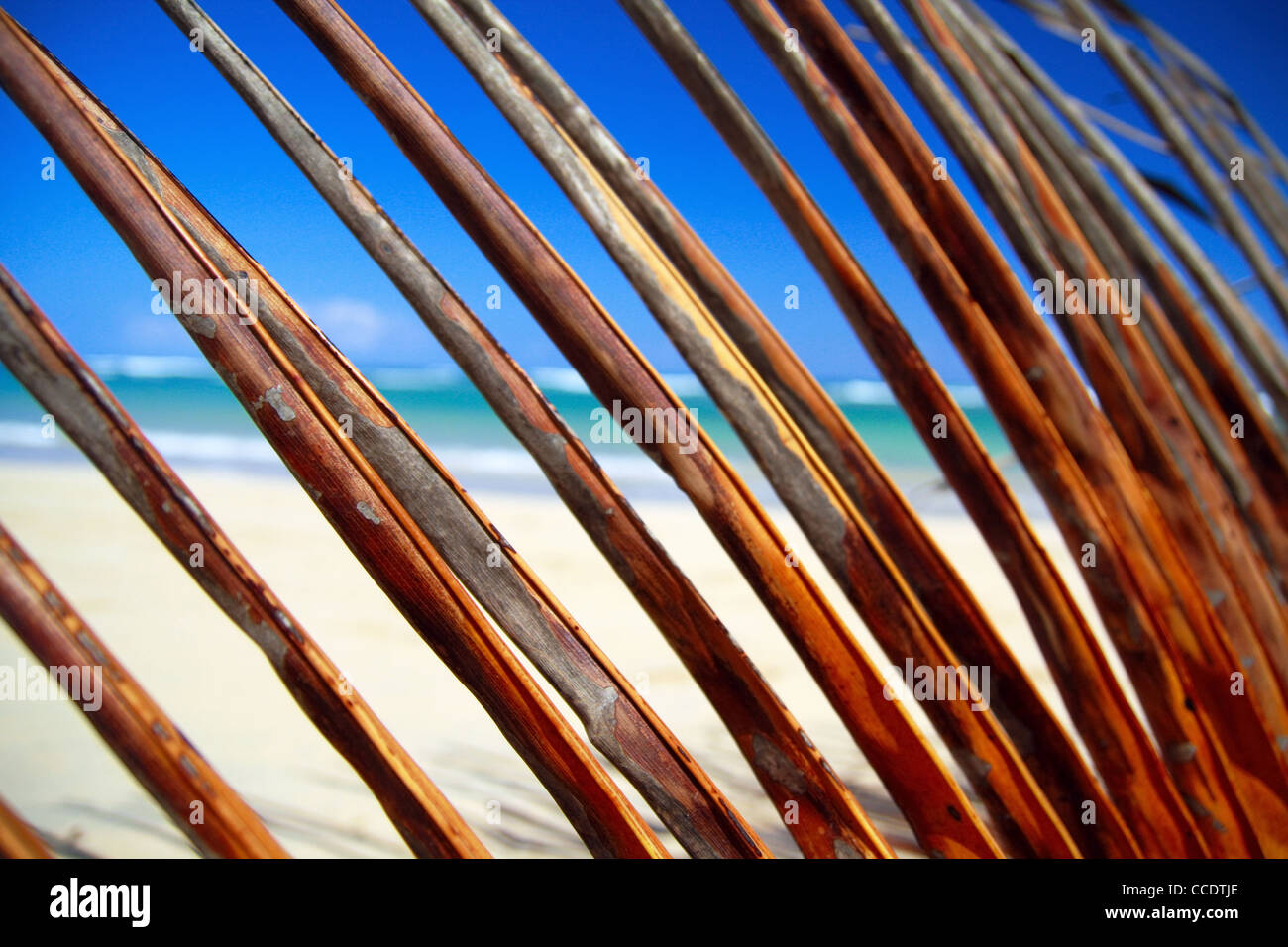 Palm leaf on caribbean sea, closeup Stock Photo - Alamy