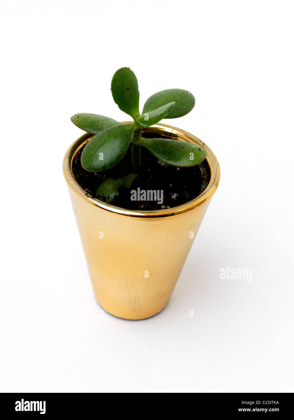 Tree planted Cut Out Stock Images & Pictures - Alamy