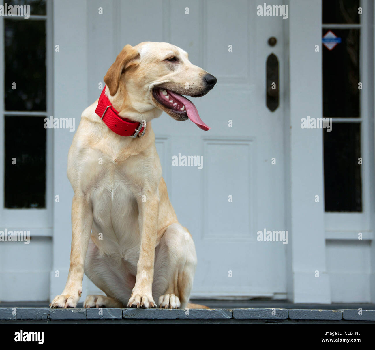 Scout, the Yellow Lab Puppy Stock Photo - Alamy