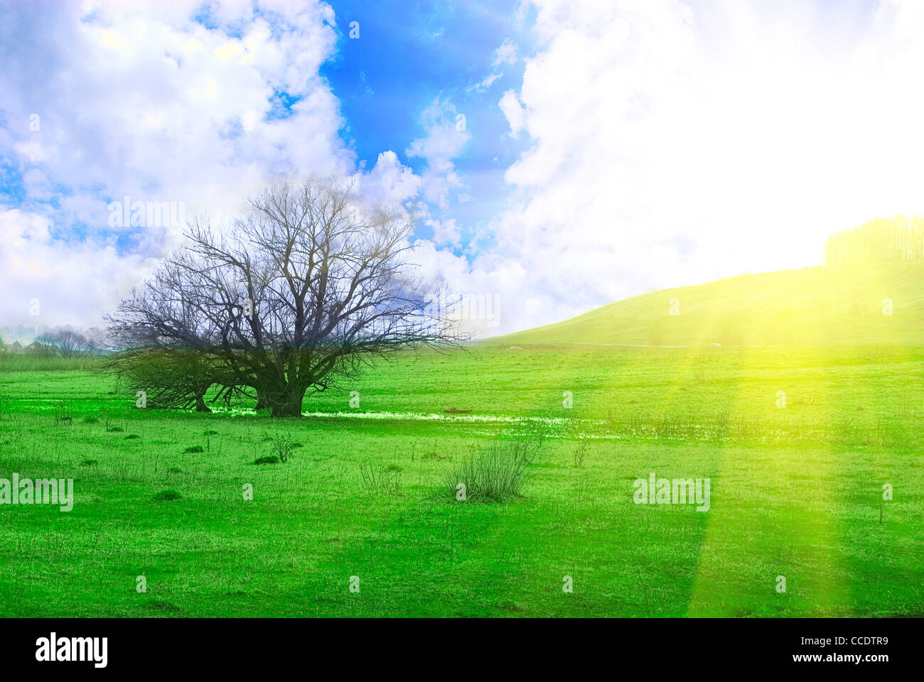 field of green grass and tree on sunrise background Stock Photo - Alamy