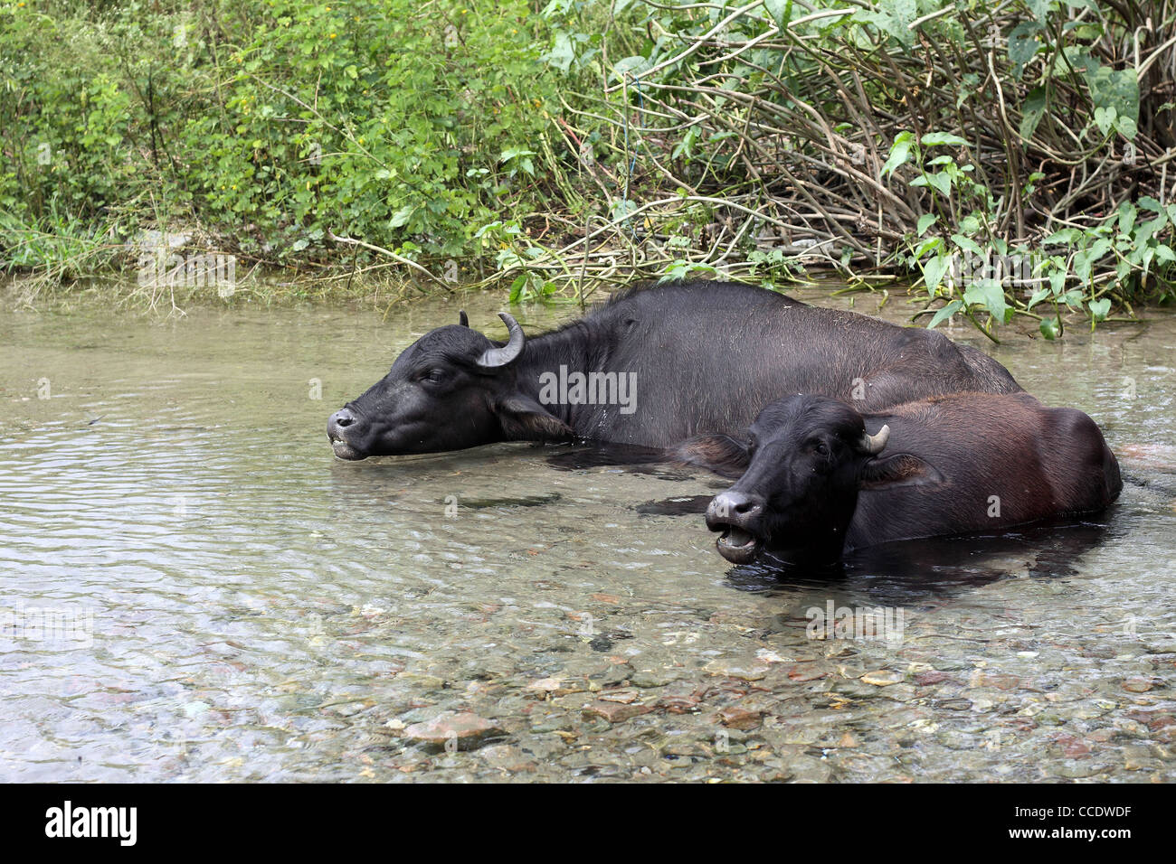 Water buffalo in the River Stock Photo - Alamy