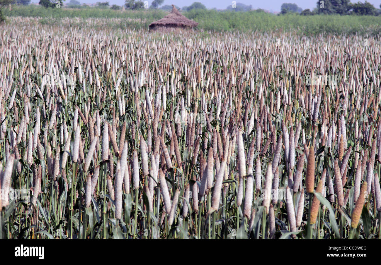 Pearl millet plant hi-res stock photography and images - Alamy