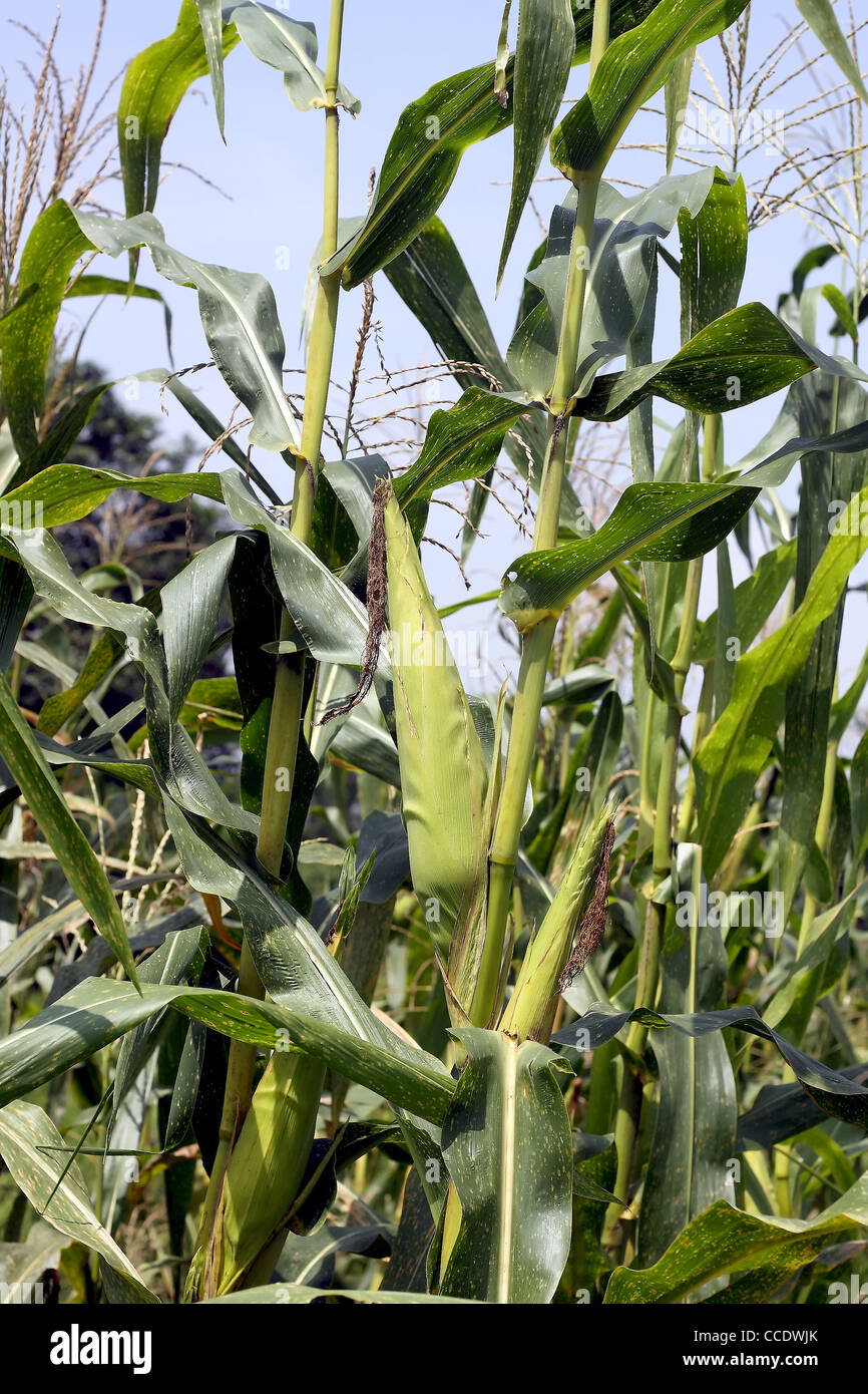 The corn in the field Stock Photo - Alamy