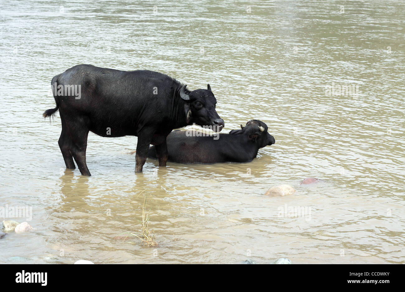 Water buffalo in the River Stock Photo - Alamy