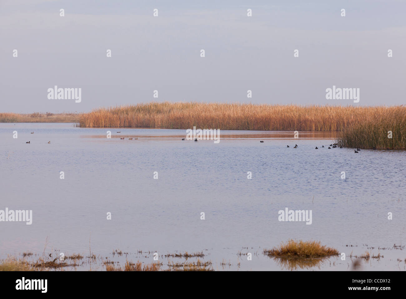 Marshland hi-res stock photography and images - Alamy