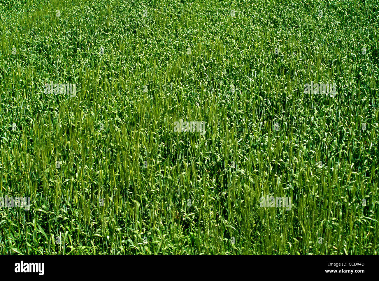 Egypt wheat hi-res stock photography and images - Alamy