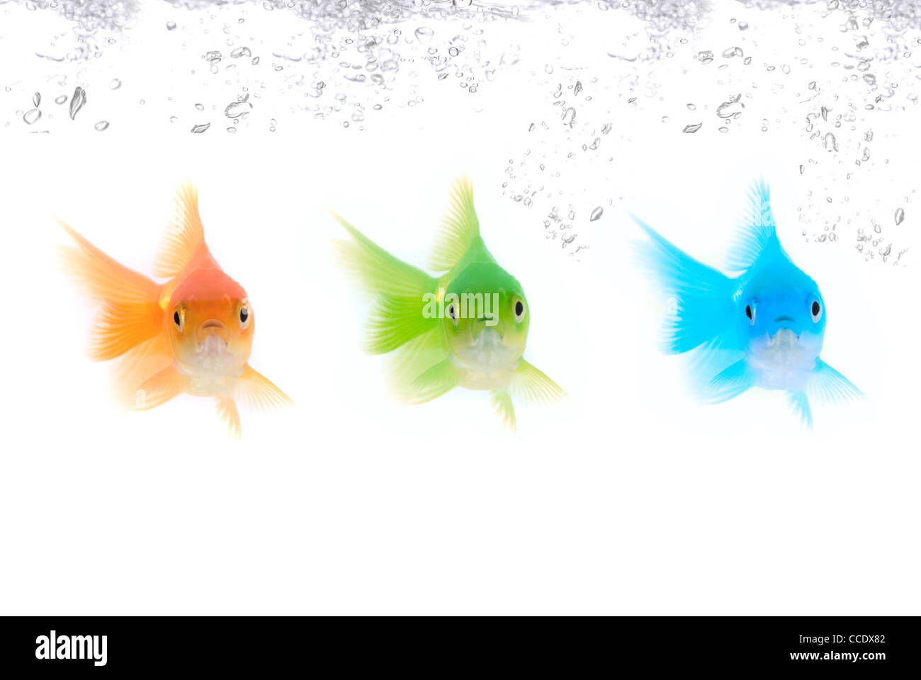 Different color fishes isolated on white Stock Photo - Alamy