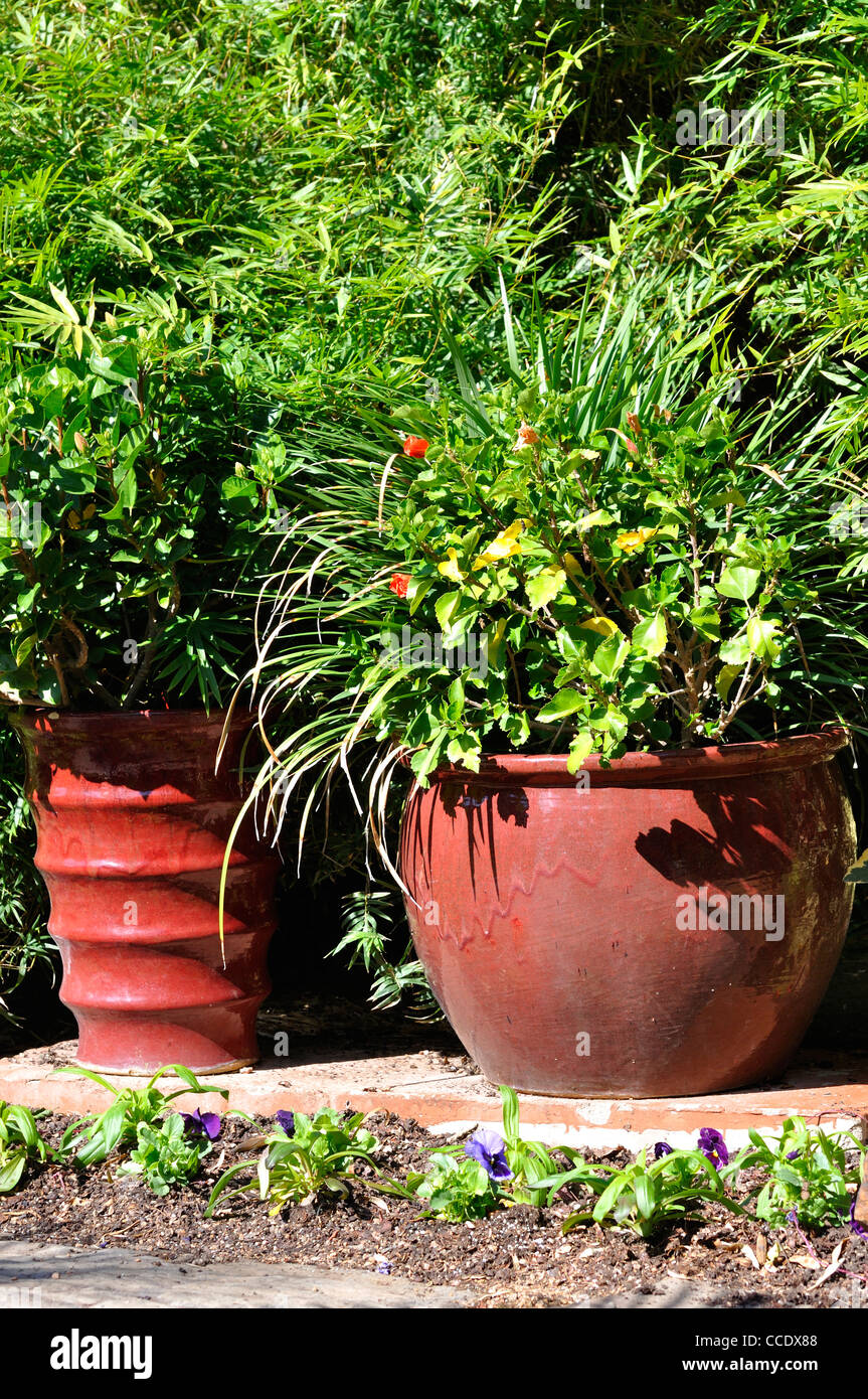 Plants in pots Stock Photo - Alamy