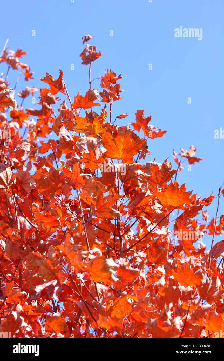 Red maple leaves Stock Photo - Alamy