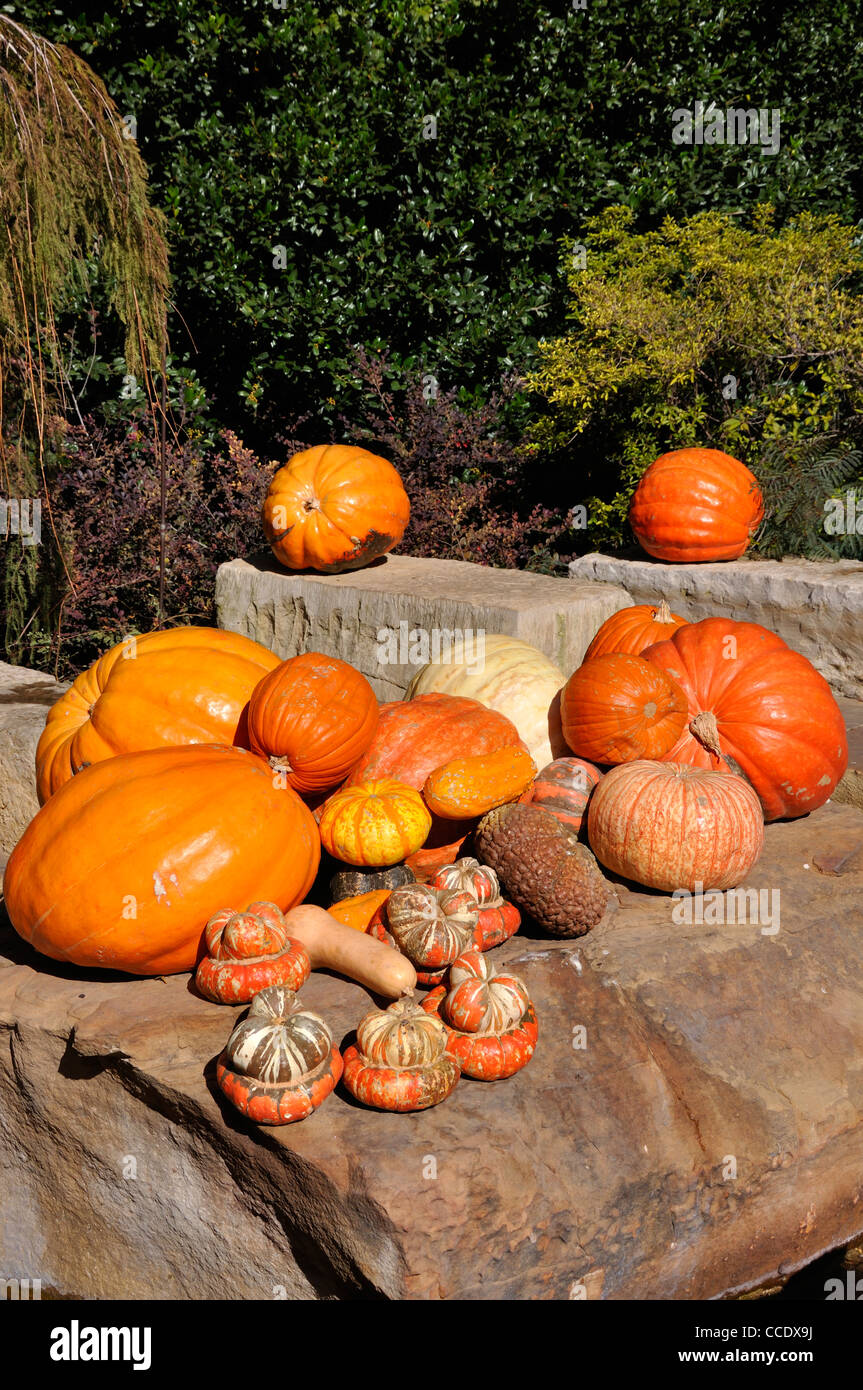 Cucurbita mixta hi-res stock photography and images - Alamy