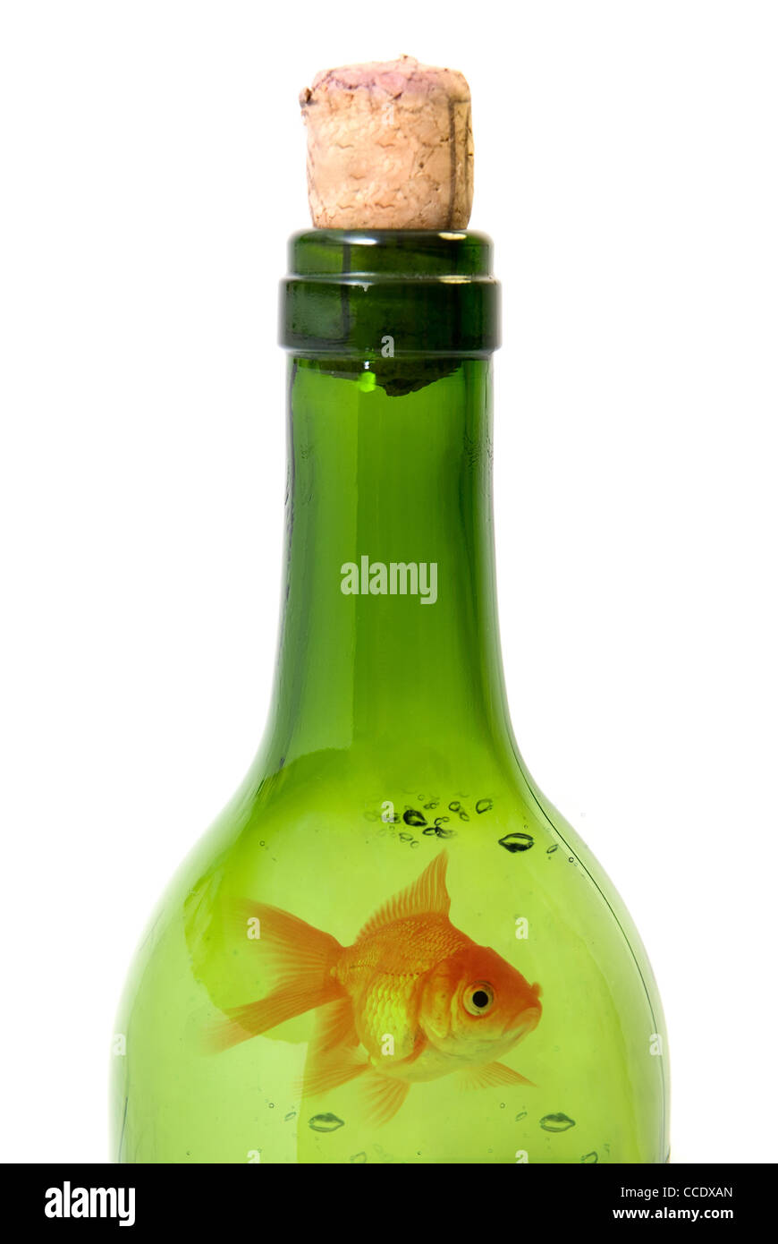 Bottle of wine and goldfish isolated over white background Stock Photo ...