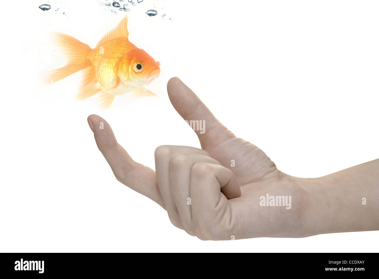 gold fish at human hand isolated on white Stock Photo - Alamy